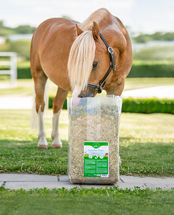 Horse - Horse - Kramer Equestrian