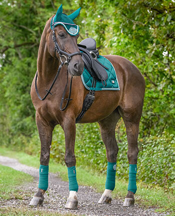 Horse - NEW - Kramer Equestrian