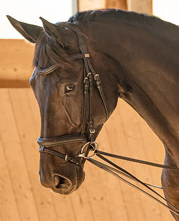 Buy Auxiliary Reins online | kramer.co.uk