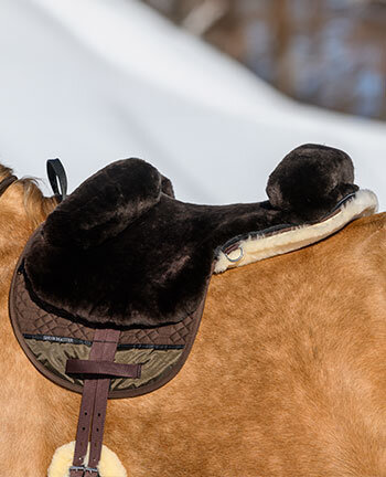 Trail riding accessories store