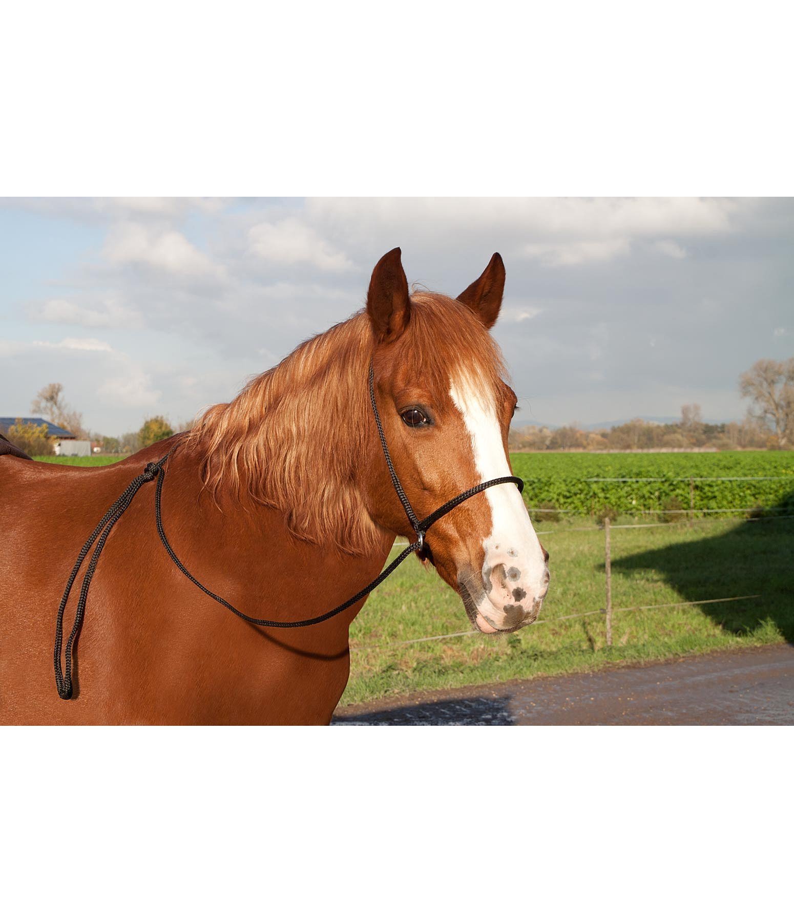 Rope Bitless Bridle with Ring - Bitless & All-Weather Bridles - Kramer ...