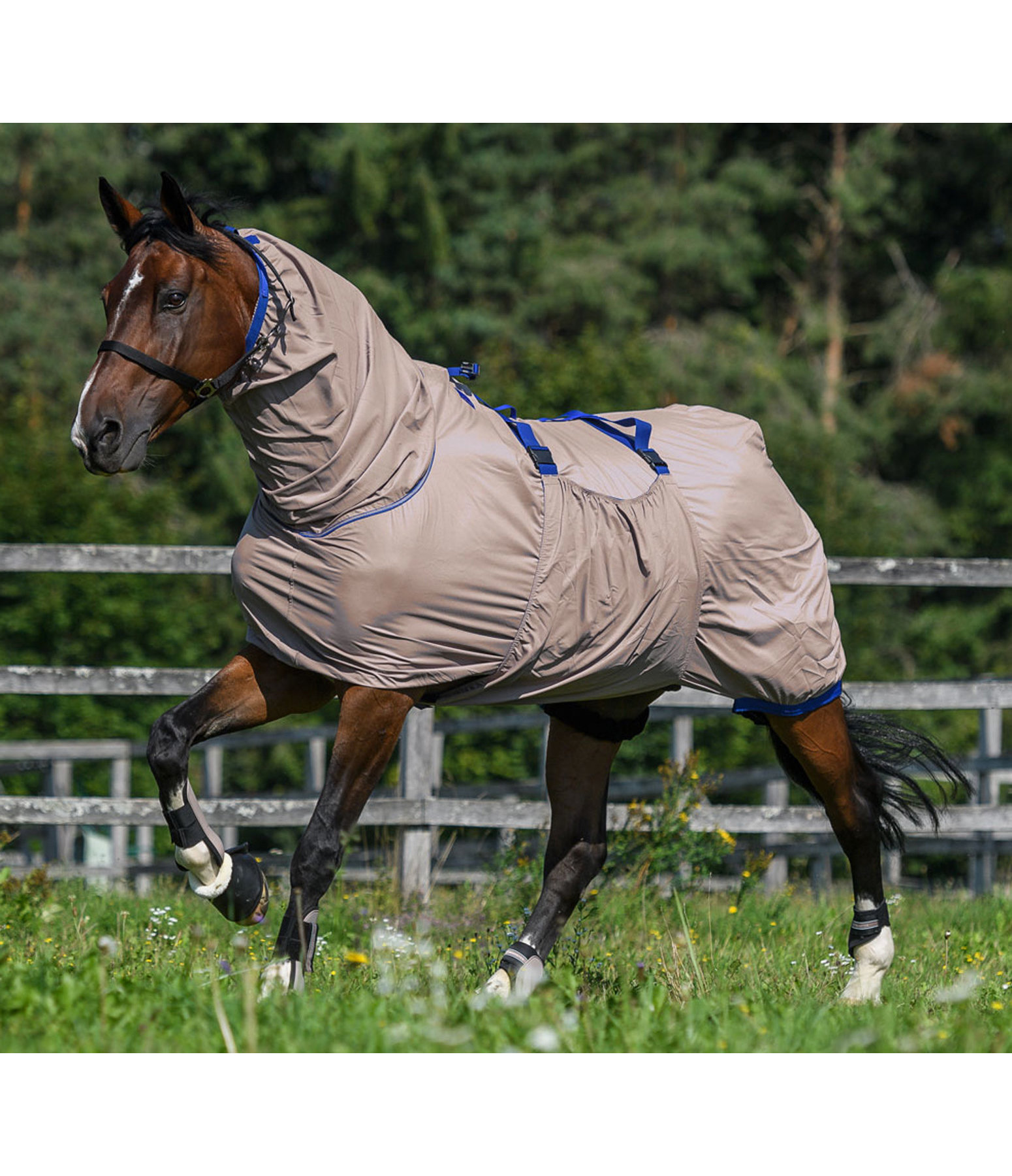 Sweet Itch Rug Dahna - Sweet Itch Rugs - Kramer Equestrian