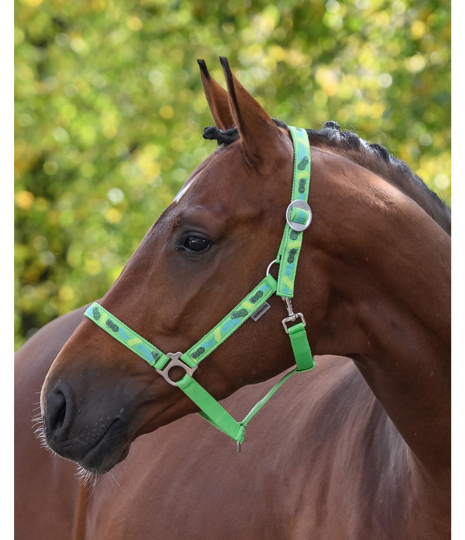 stallion headcollar