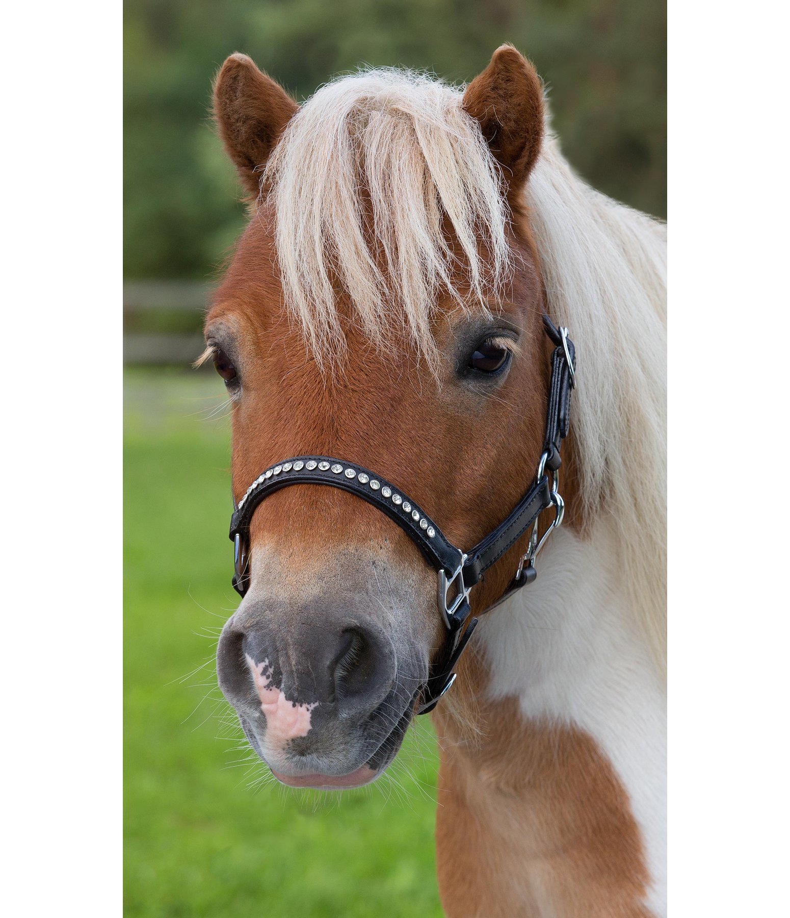 Shetland Pony and Foal Headcollar Diamond - Kramer Equestrian