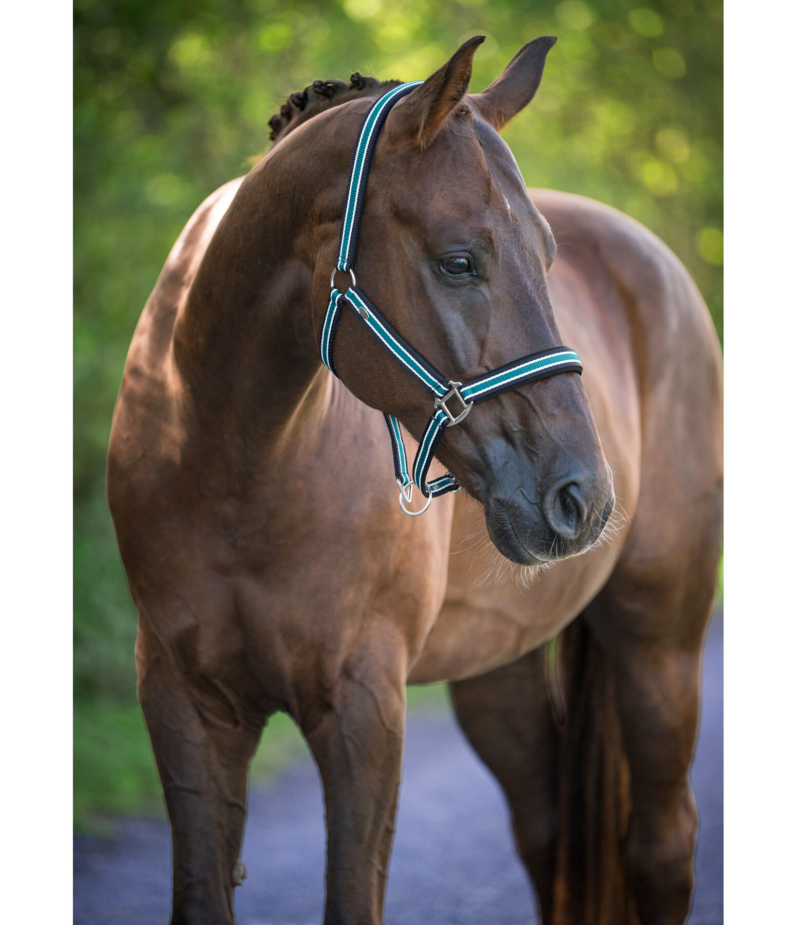 Headcollar Basic - SHOWMASTER Basic - Kramer Equestrian